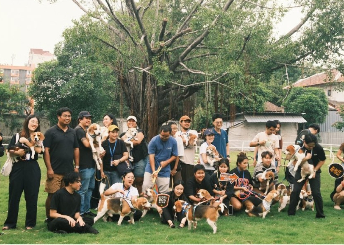 The biggest Beagles meet-up is happening in Bangkok